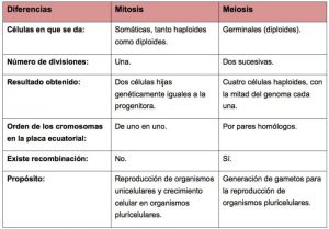 Cuadro Comparativo Entre Mitosis Y Meiosis Ayuda Porfa