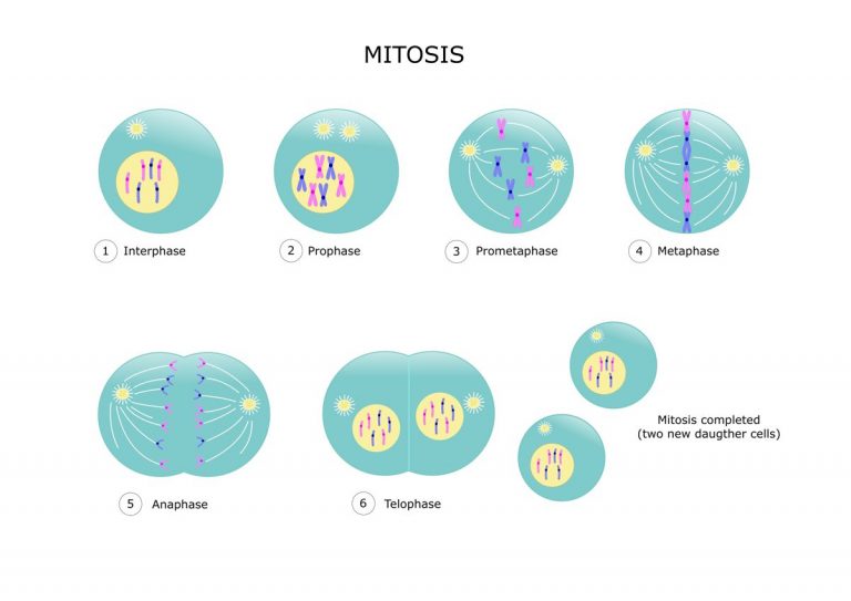 Mitosis | ¿Qué es la división celular? Fases y funciones de la mitosis