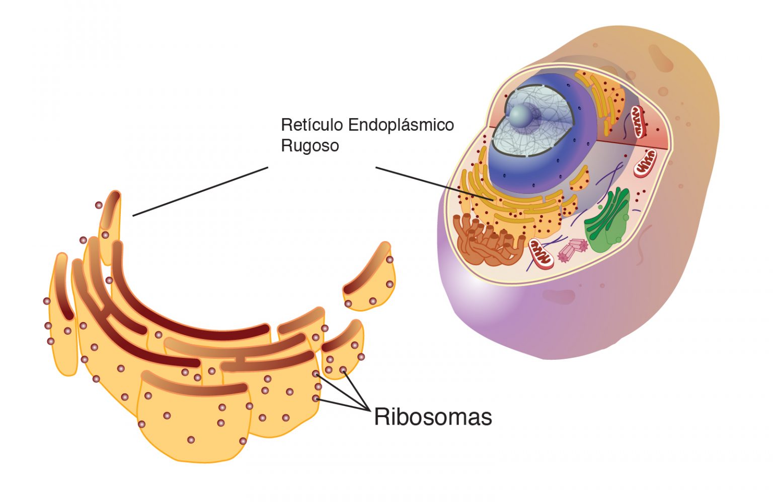 Ribosomas - ¿Qué son ? Definición, Tipos y Funciones