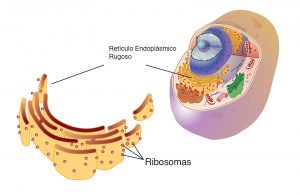 Ribosomas - ¿Qué son ? Definición, Tipos y Funciones